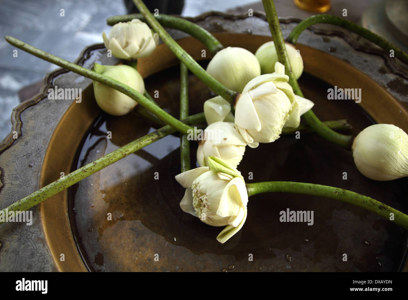 Asian flora hi-res stock photography and images - Alamy