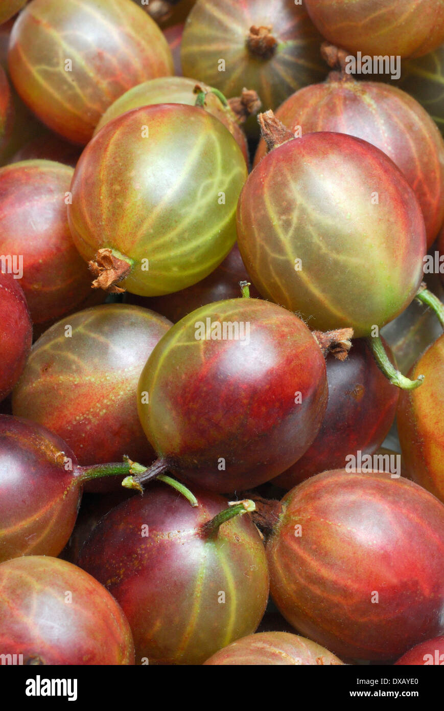 Gooseberry hi-res stock photography and images - Alamy