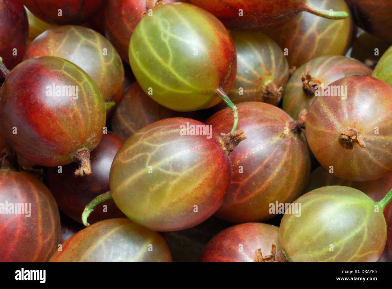 Gooseberry hi-res stock photography and images - Alamy