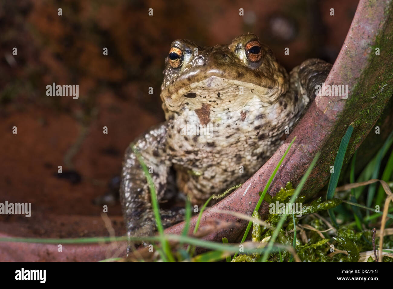 Close up common toad hi-res stock photography and images - Alamy