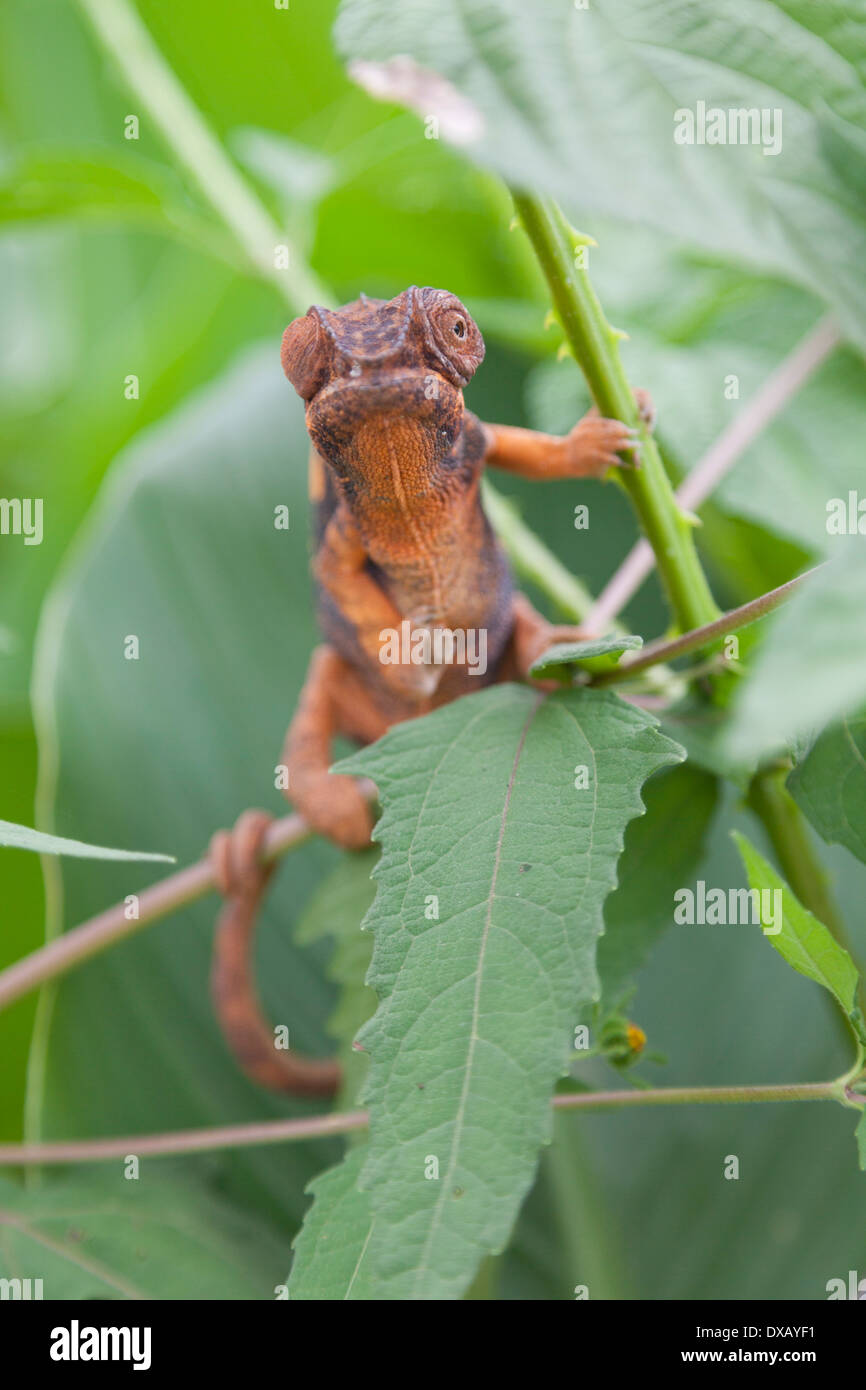 Furcifer pardalis (m Stock Photo - Alamy