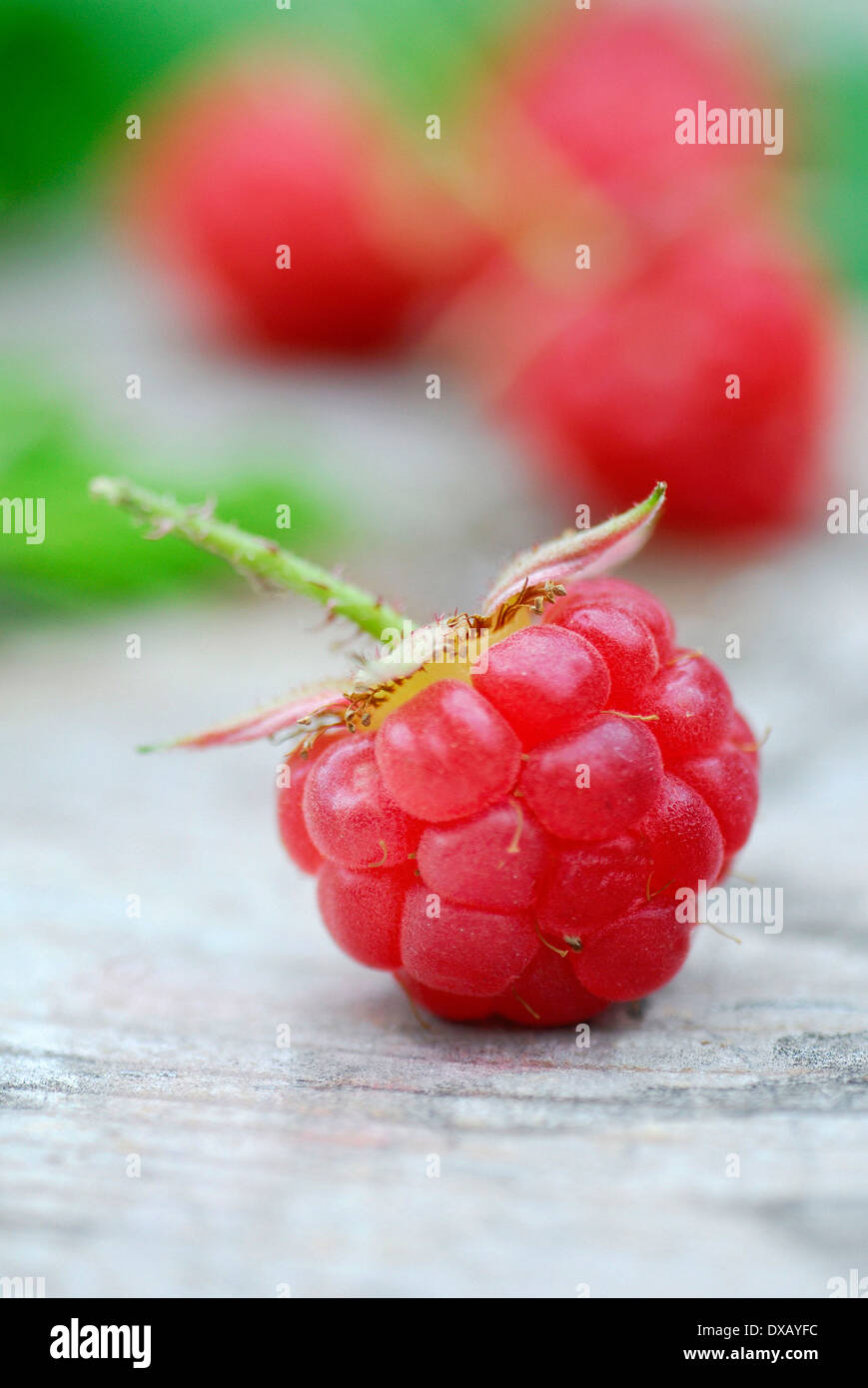 Raspberry images hi-res stock photography and images - Alamy