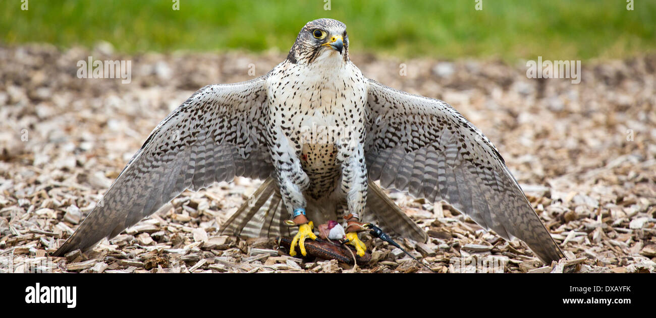 Falcon feathers hi-res stock photography and images - Alamy