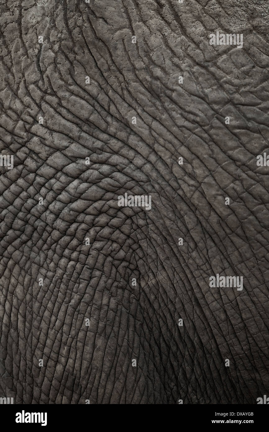 African thick skinned animal hi-res stock photography and images - Alamy