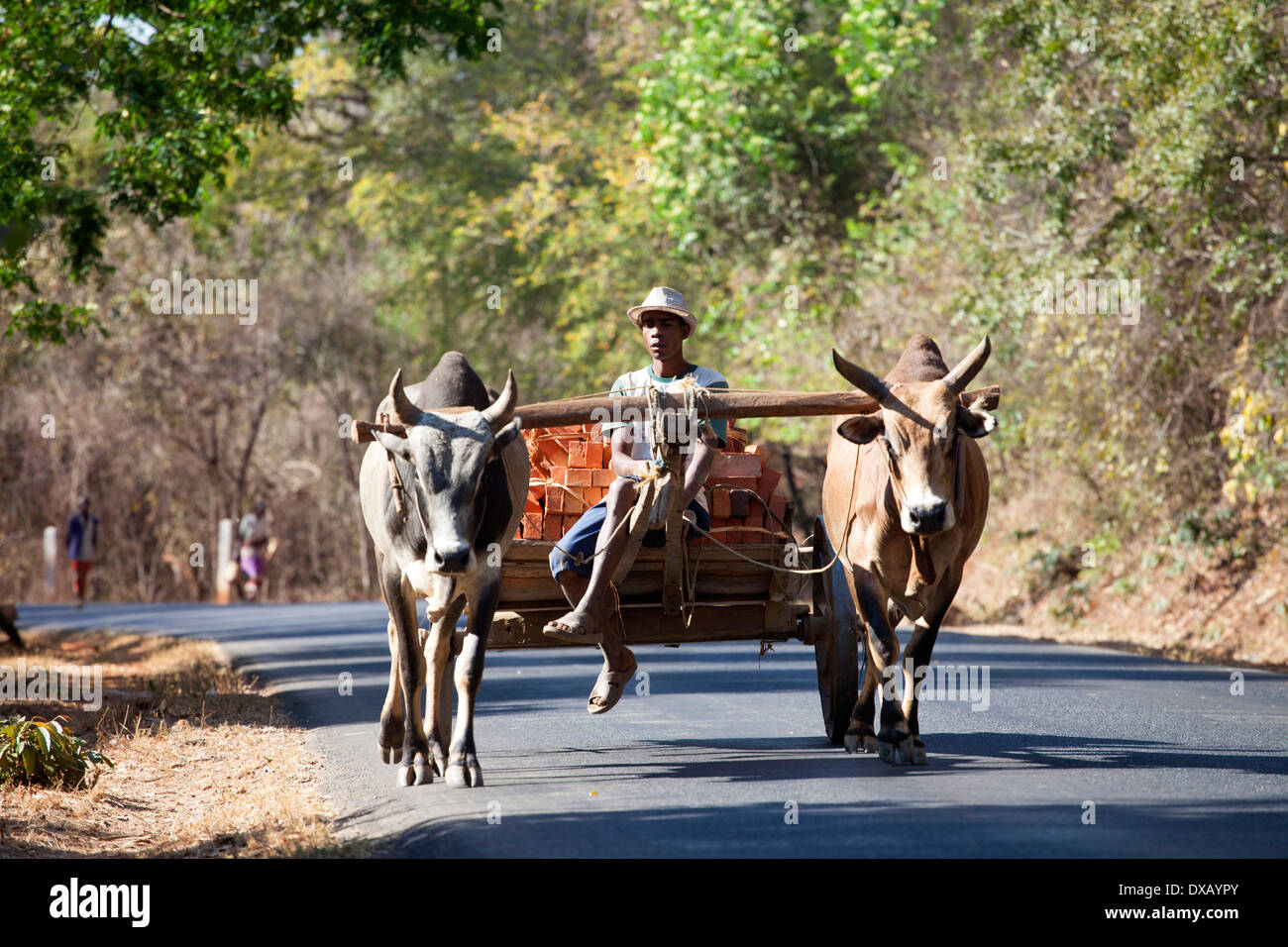 Oxcart wagon hi-res stock photography and images - Alamy