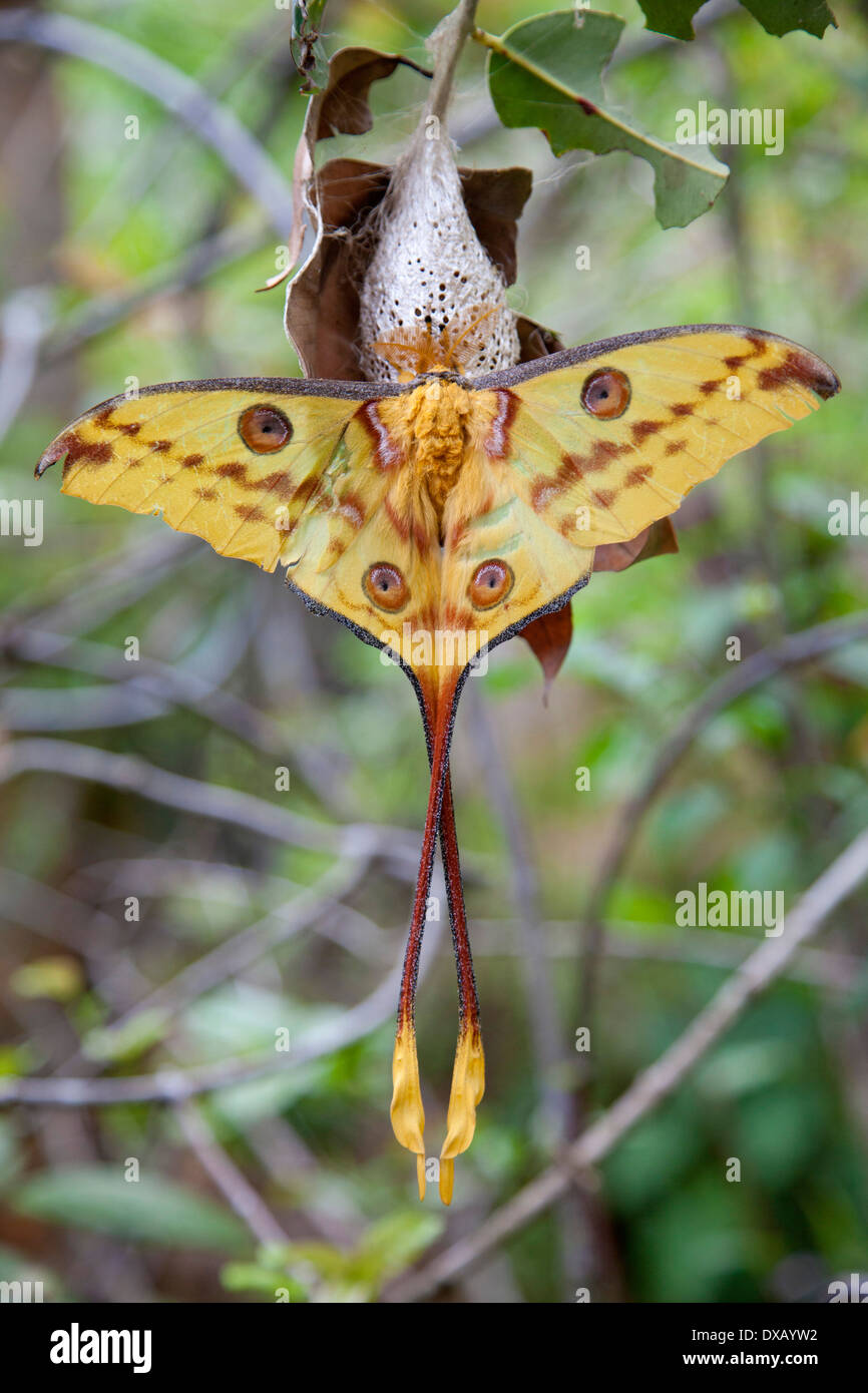 Comet moth madagascar hi-res stock photography and images - Alamy