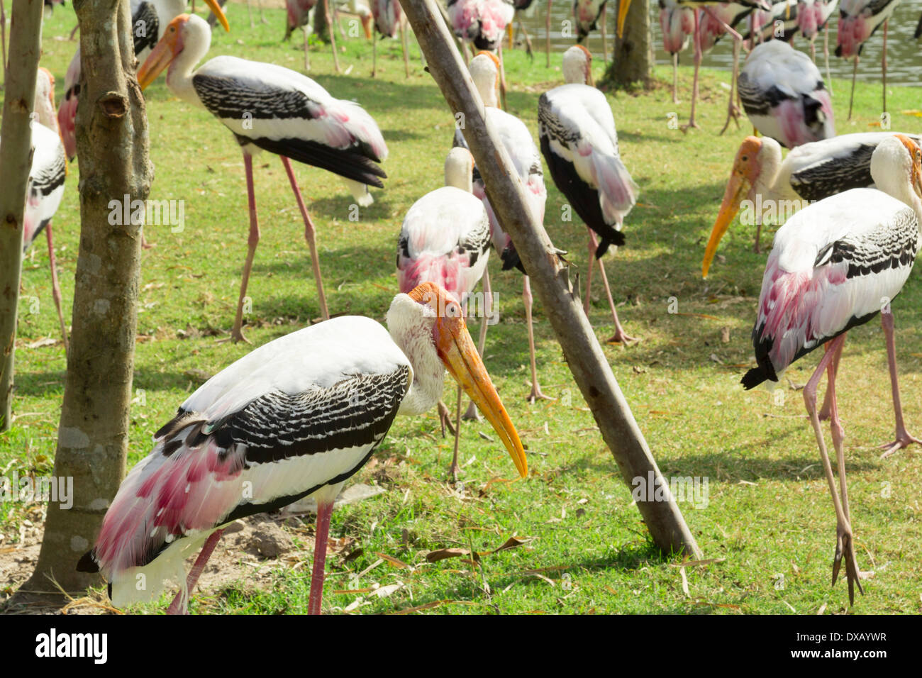 Thailand. Southeast Asia. Natural scenery. Exotic Flora and Fauna Stock ...