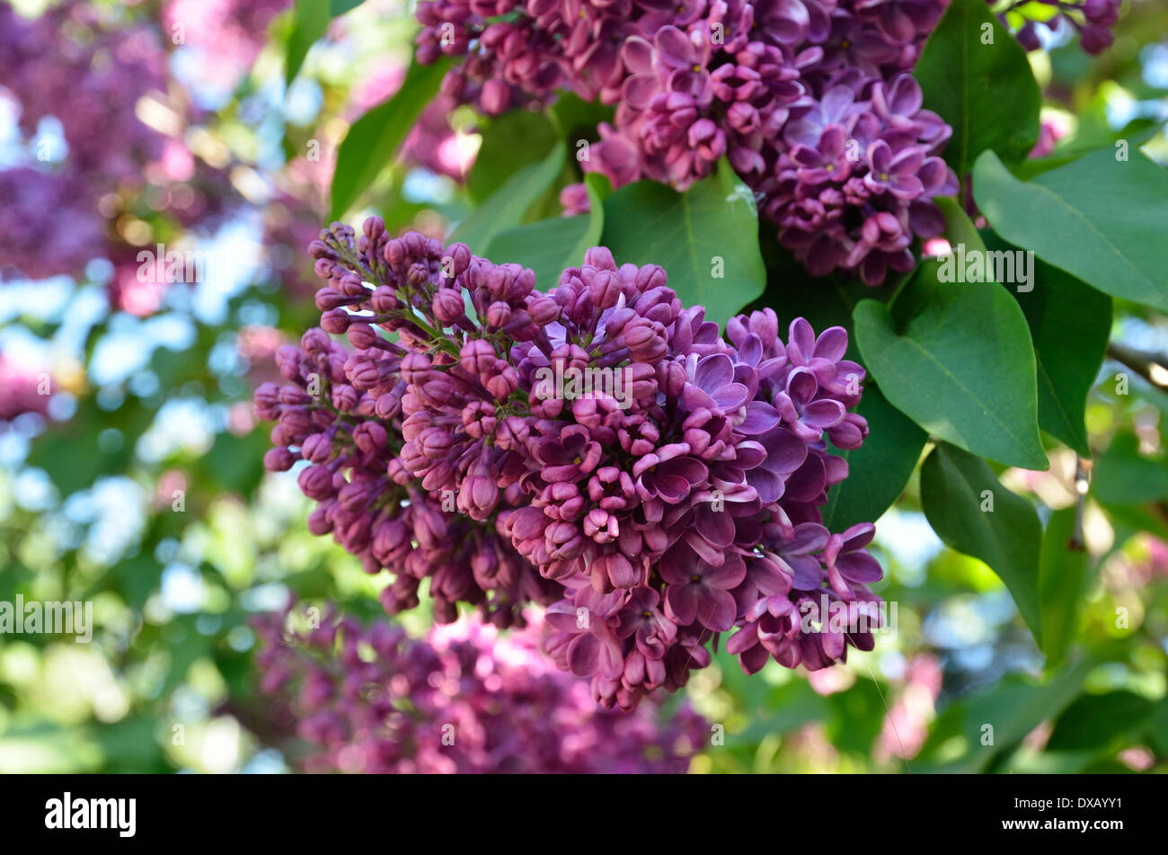Close-up of the purple lilac flowering Stock Photo - Alamy