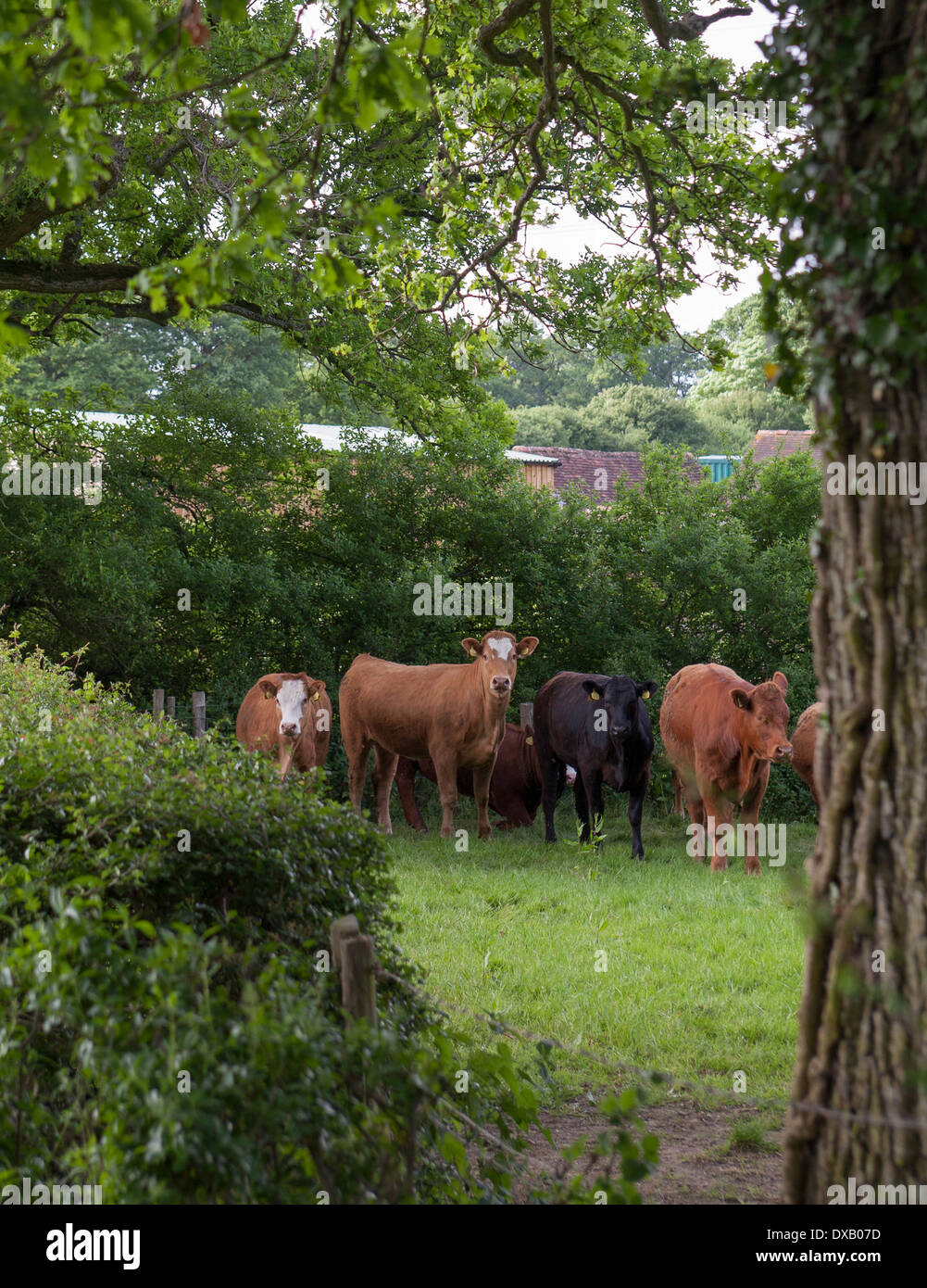 Cows at a fence Stock Photo - Alamy