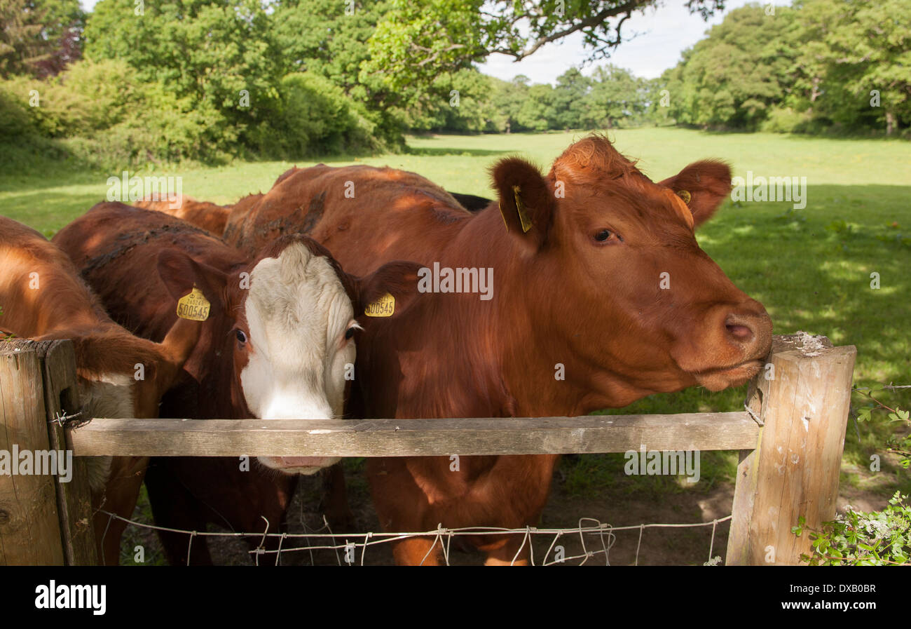 Cows at a fence hi-res stock photography and images - Alamy