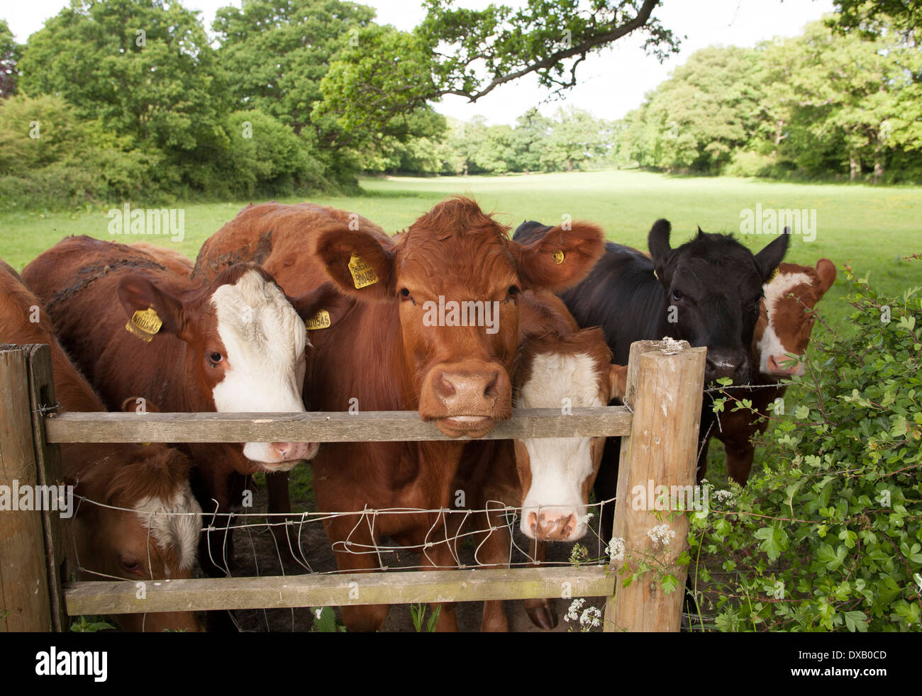 Cows at a fence hi-res stock photography and images - Alamy