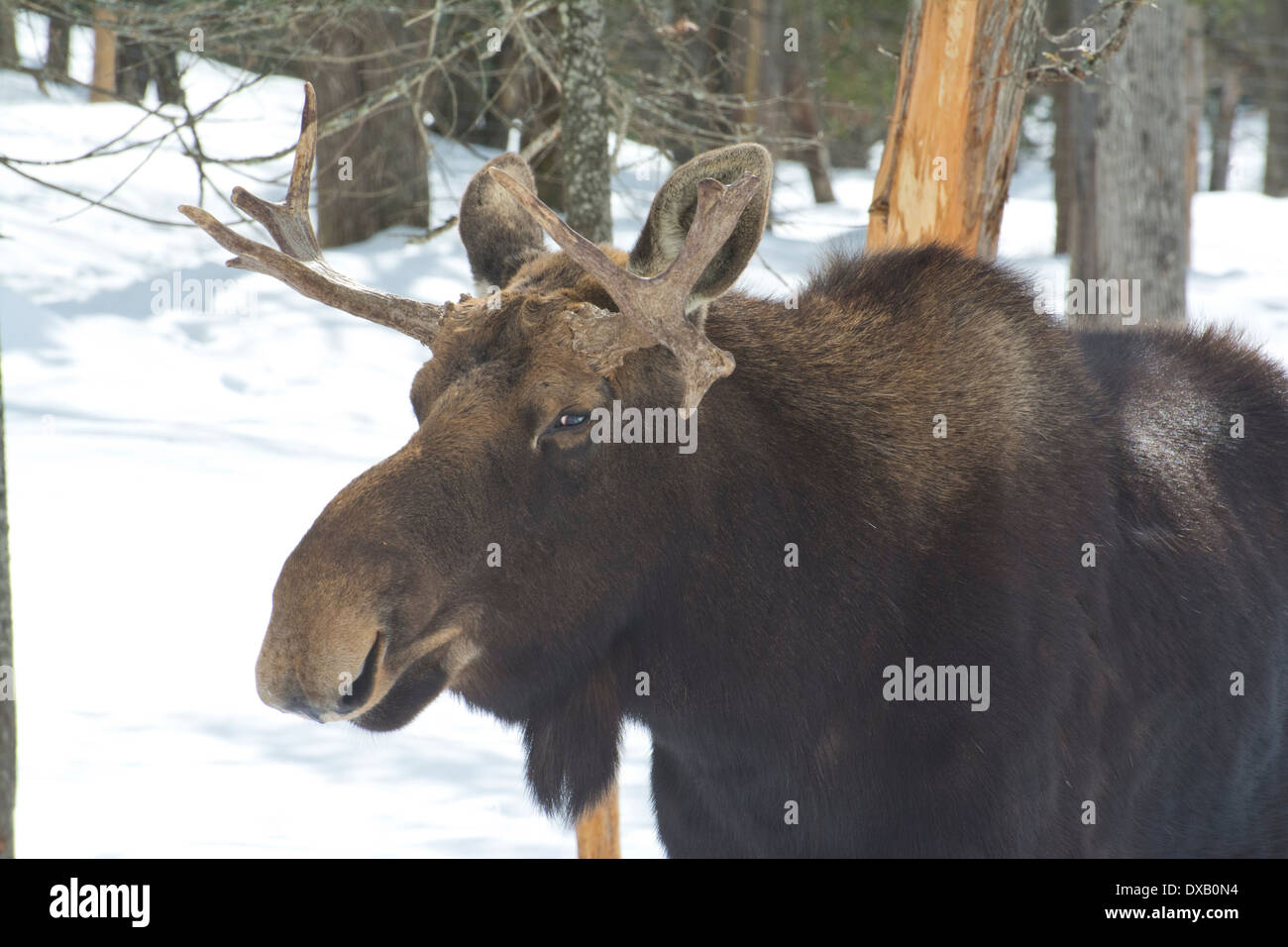 Close-up of a Moose Stock Photo - Alamy
