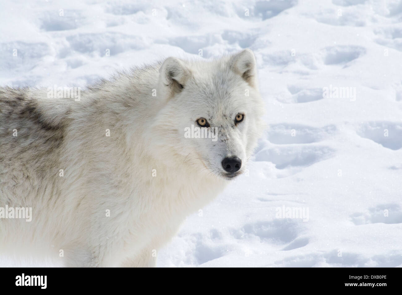 An Arctic Wolf in winter Stock Photo - Alamy
