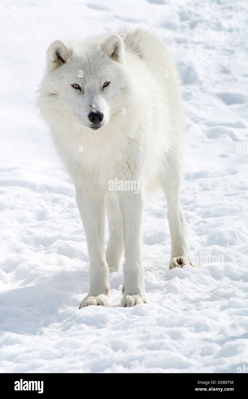 An Arctic Wolf in winter Stock Photo - Alamy