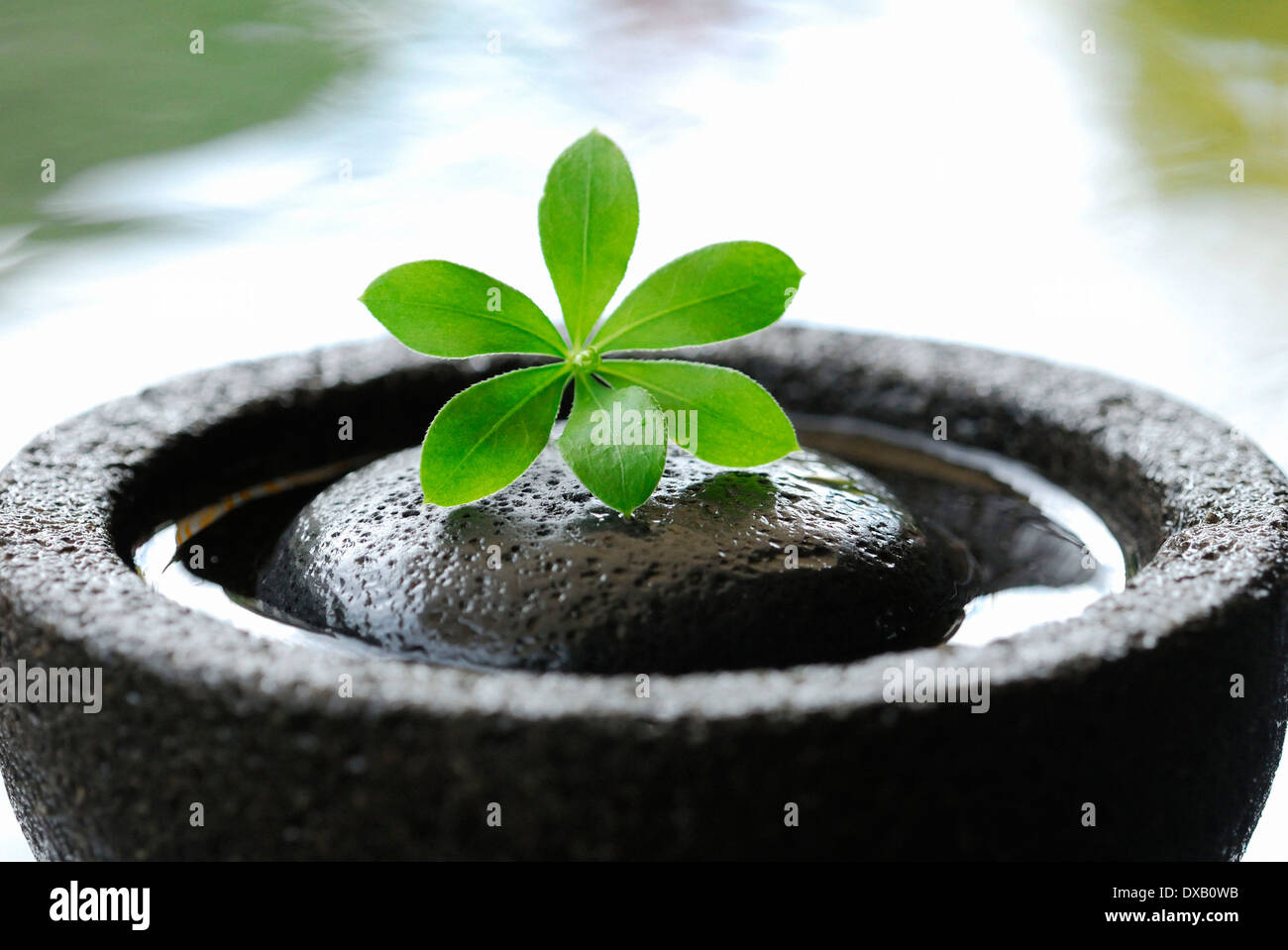 Woodruff hi-res stock photography and images - Alamy