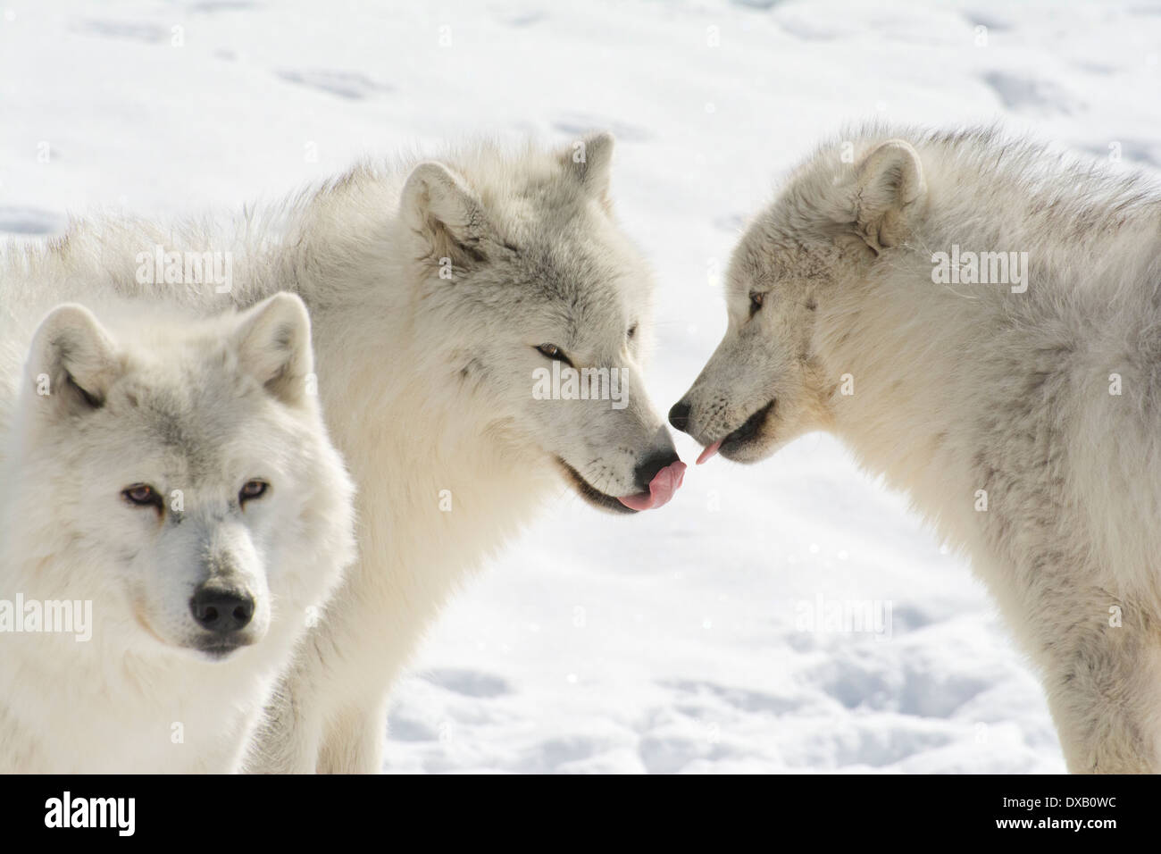 A trio of Arctic Wolves in winter Stock Photo - Alamy