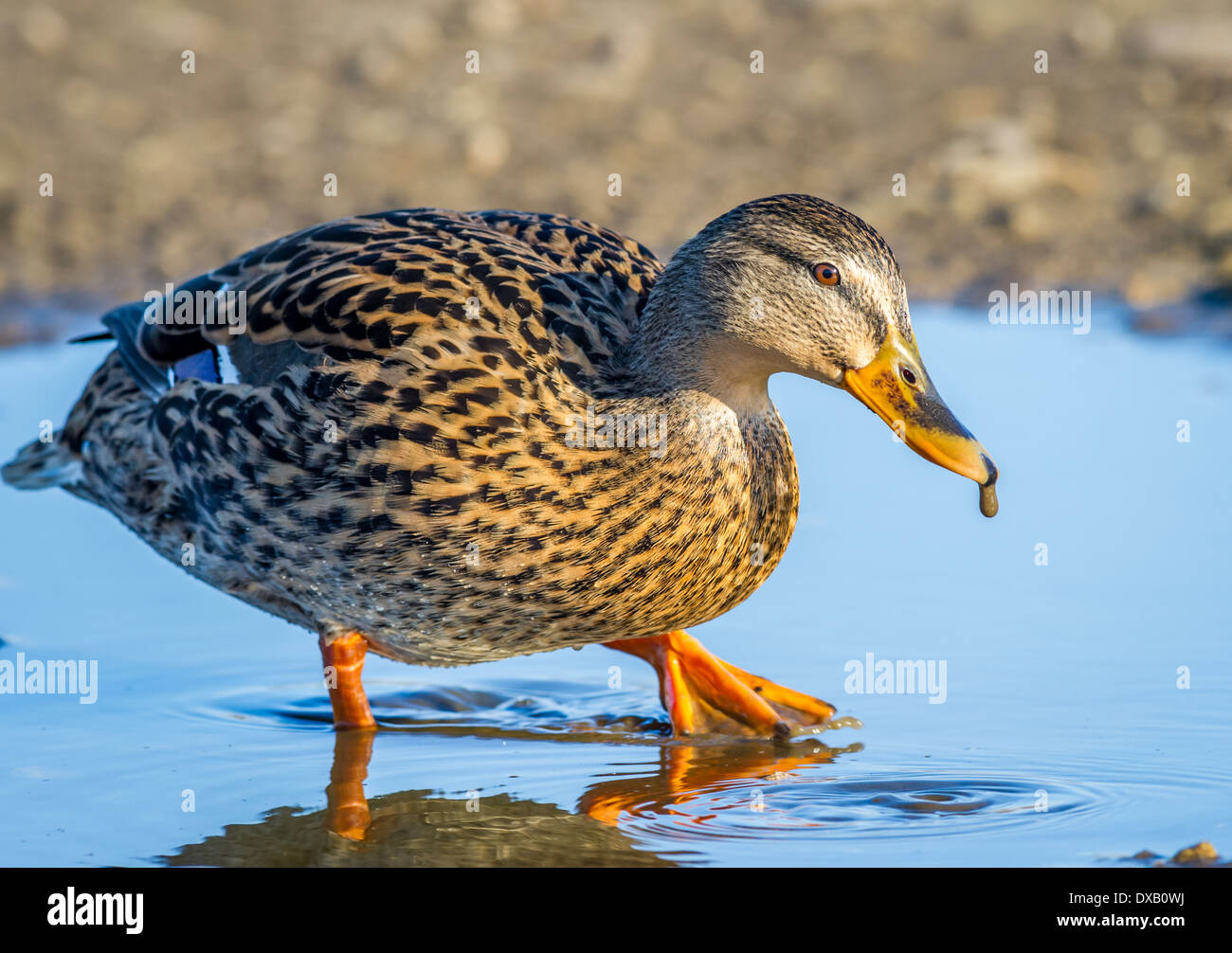 Female mallard duck standing in a small pond with a drip of water from ...
