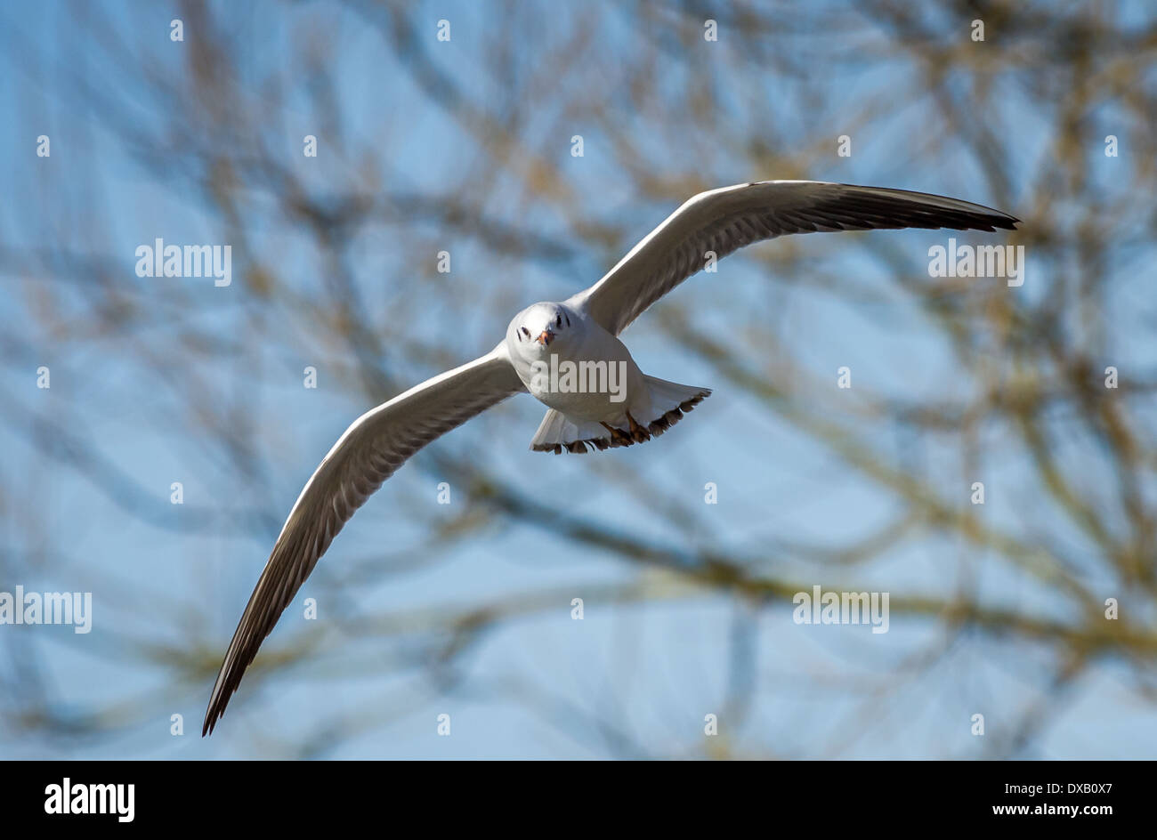 Flying in the winter hi-res stock photography and images - Alamy