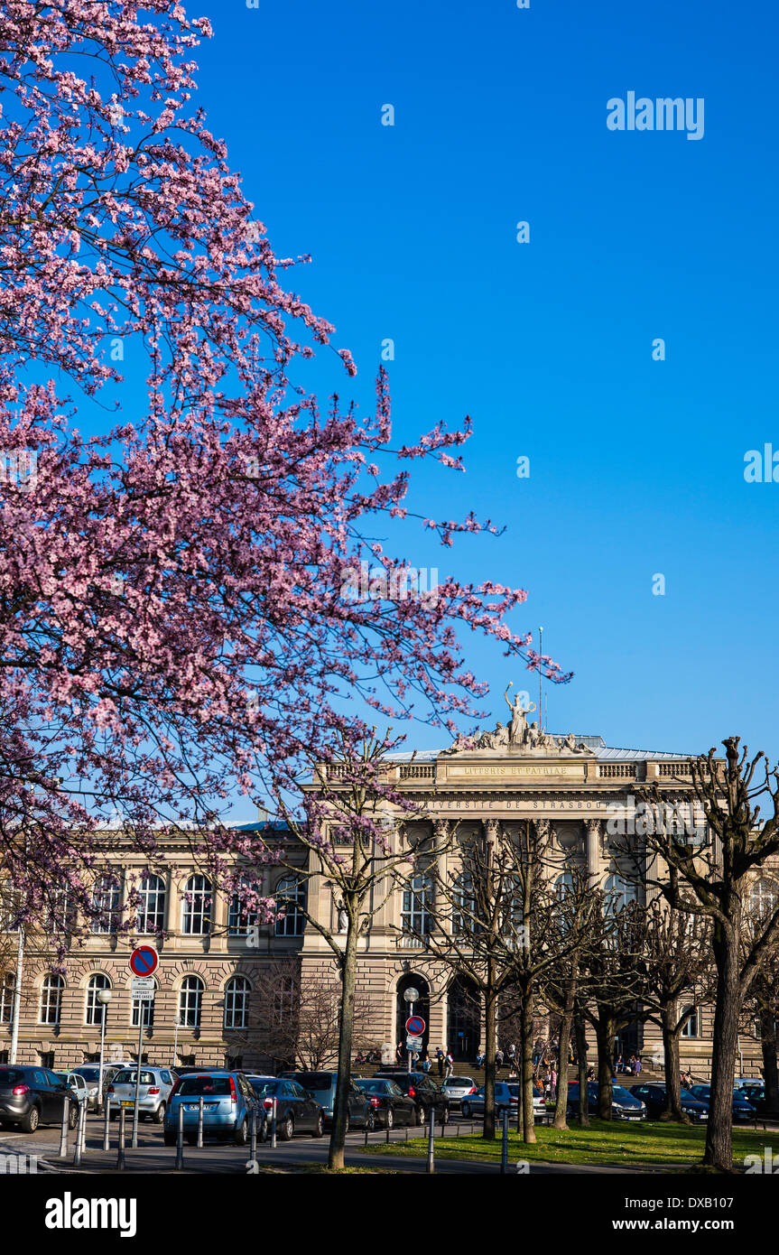Blooming tree and Palais Universitaire University building Strasbourg ...