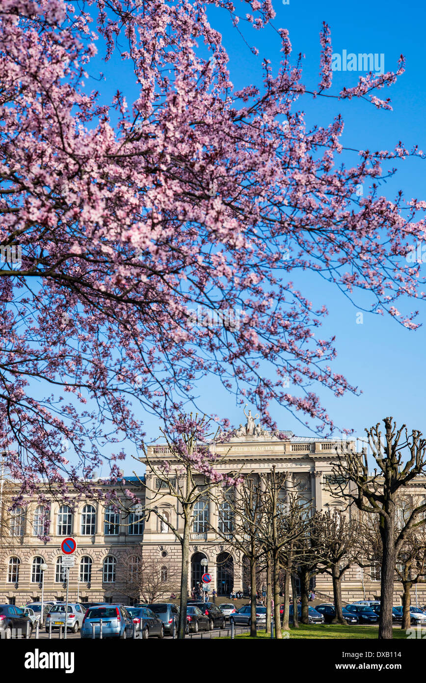 Blooming tree and Palais Universitaire University building Strasbourg ...