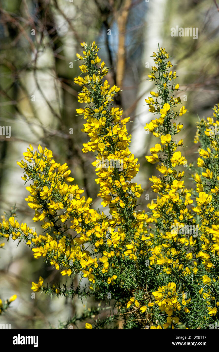 Gorse thorns hi-res stock photography and images - Alamy