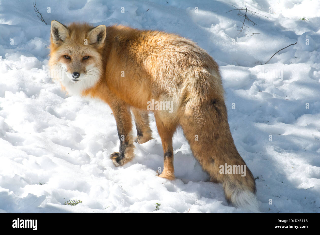 A Red Fox in winter Stock Photo - Alamy