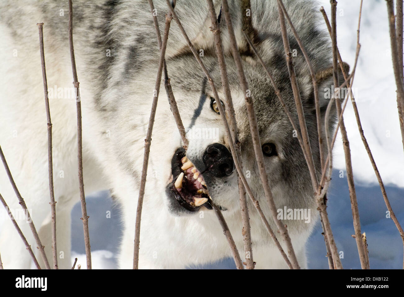 A Timber Wolf chewing branches Stock Photo - Alamy
