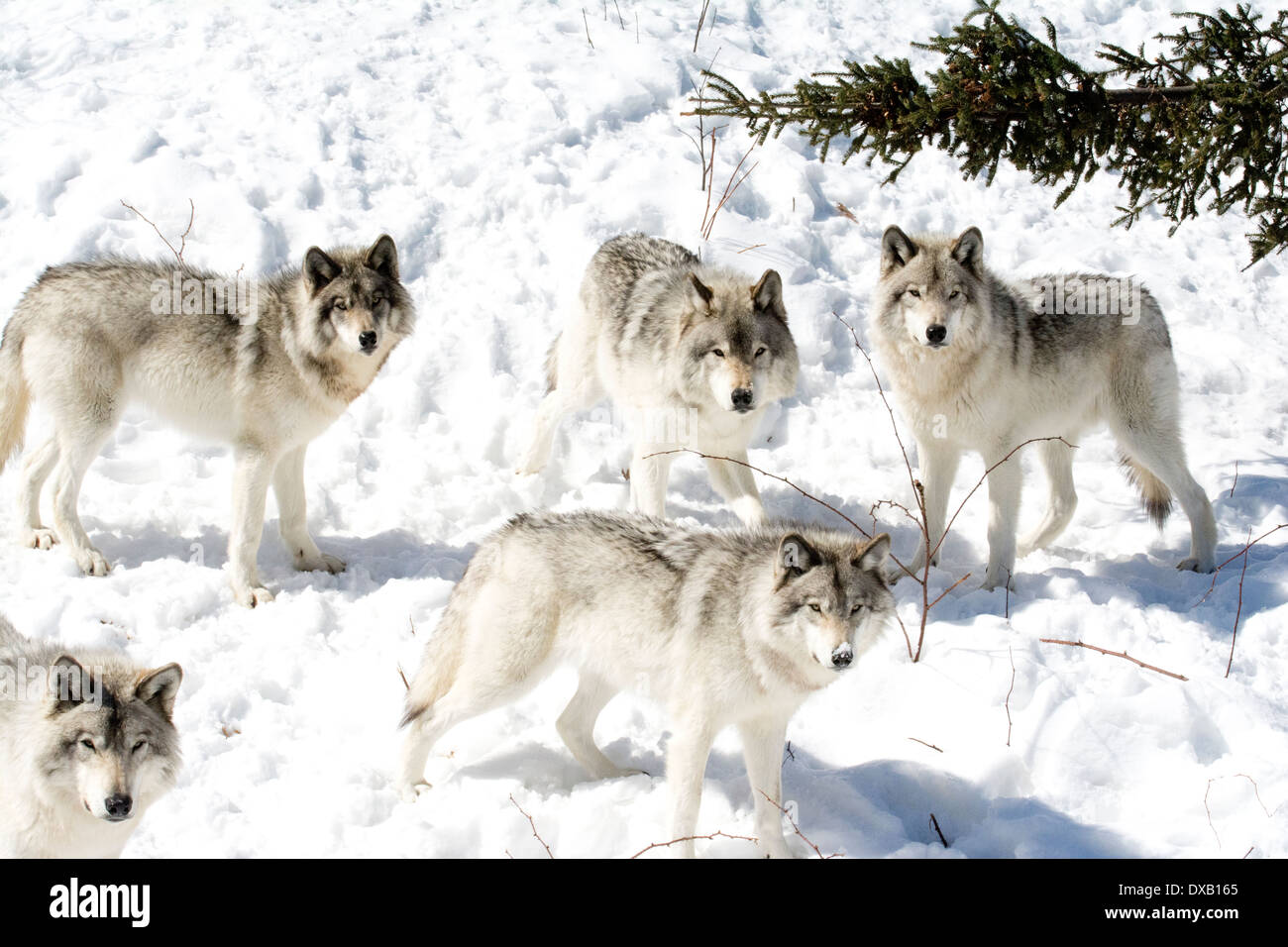 Gray wold pack hi-res stock photography and images - Alamy