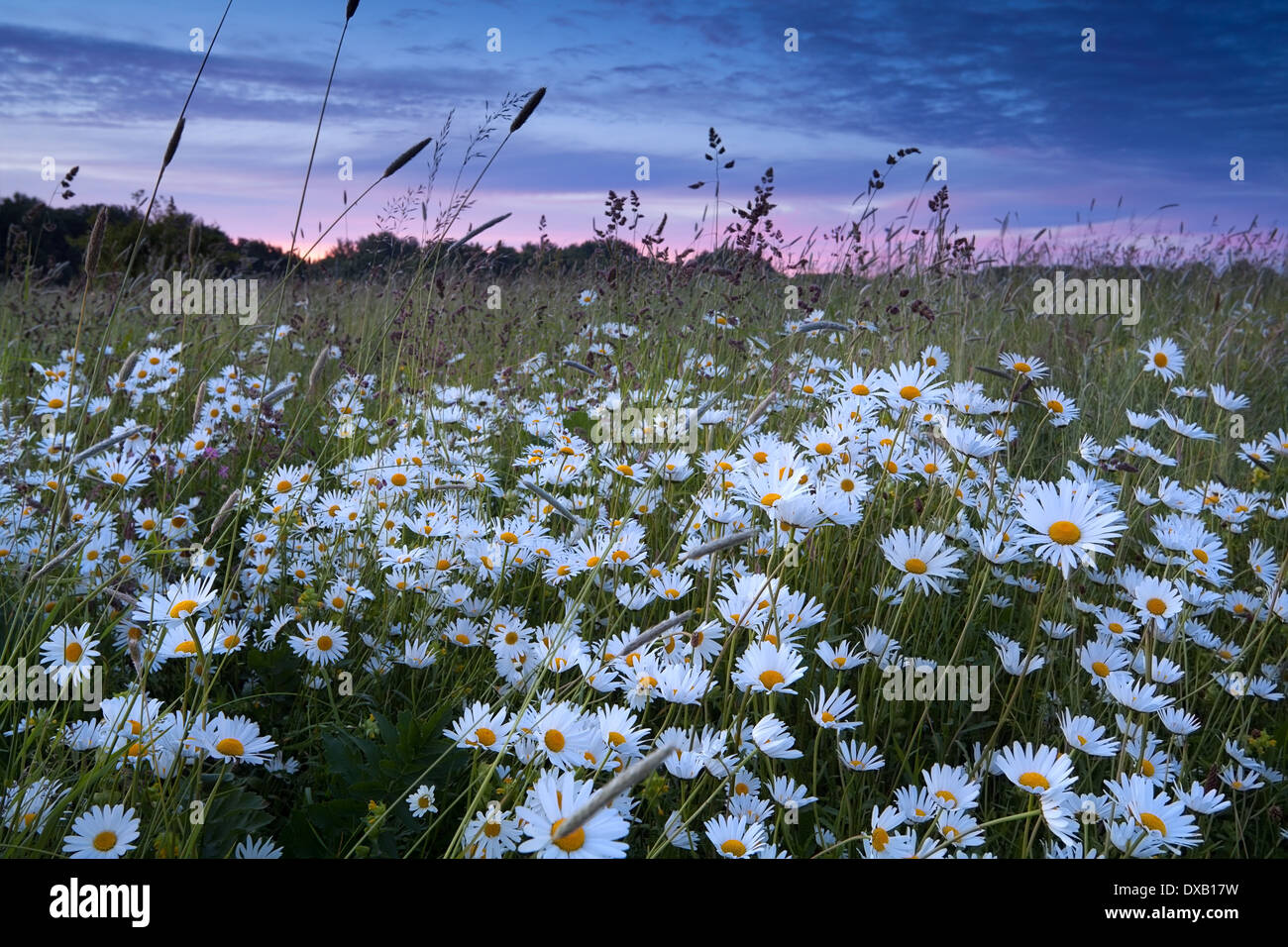 Summer view daisy field holland hi-res stock photography and images - Alamy
