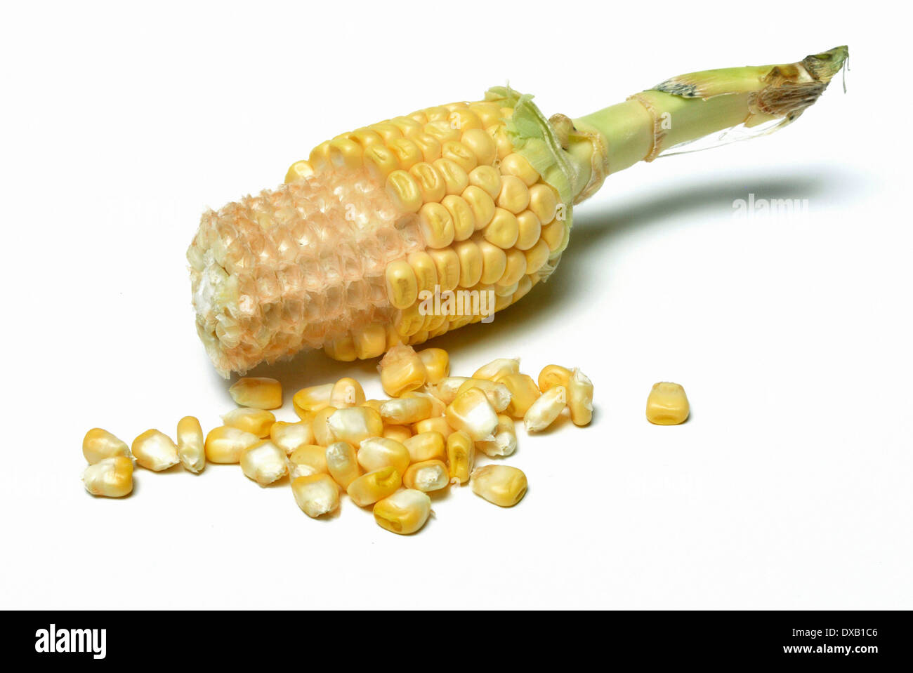 Corncob zea mays hi-res stock photography and images - Alamy