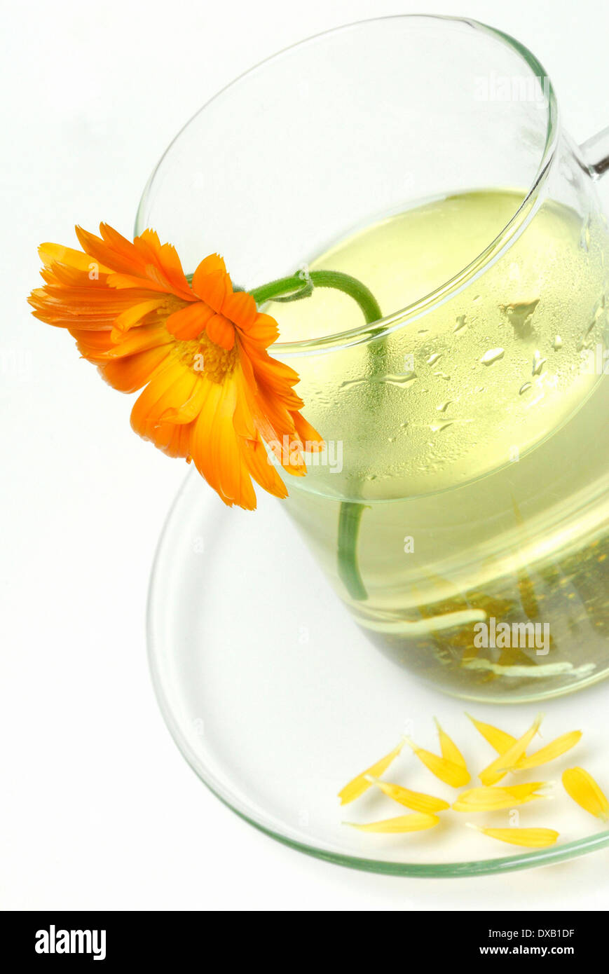 Marigold tea calendula officinalis hi-res stock photography and images ...