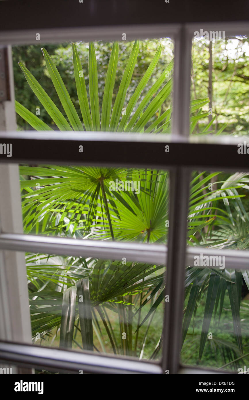 Palms and sunlight hi-res stock photography and images - Alamy