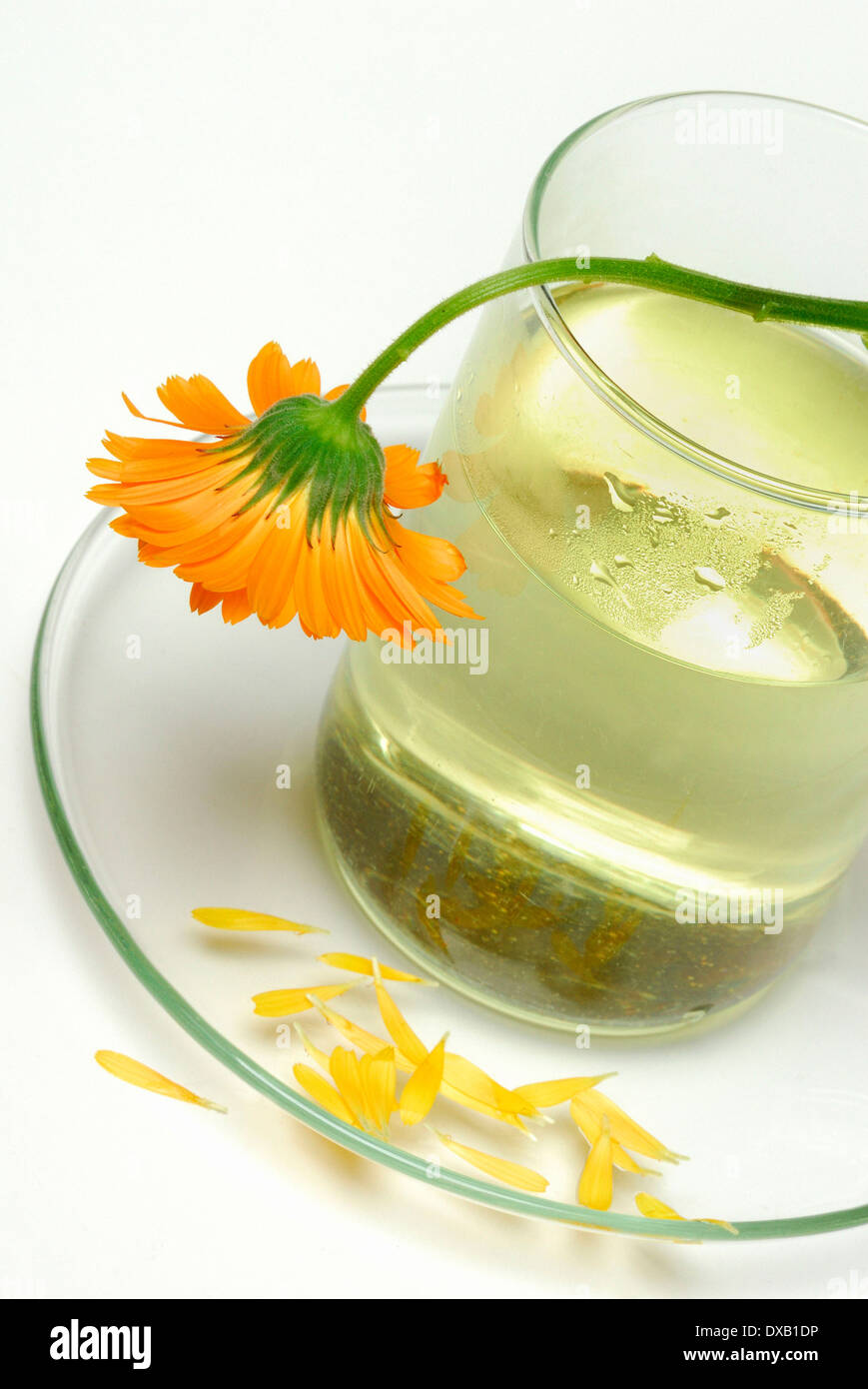 Garden Marigold tea Stock Photo - Alamy