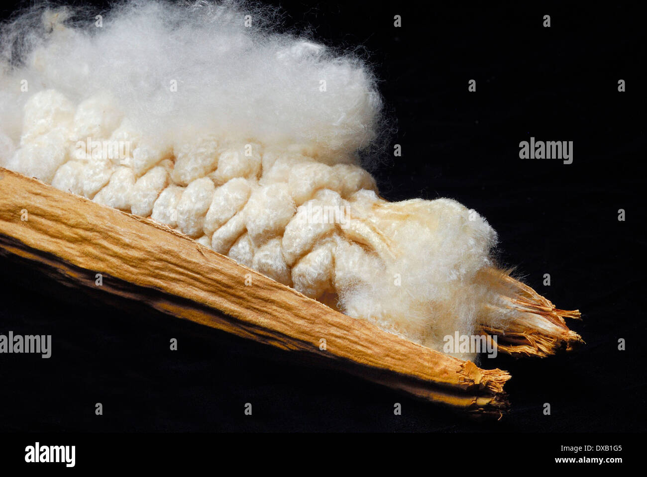 Seed Of Kapok Tree Stock Photos & Seed Of Kapok Tree Stock Images - Alamy