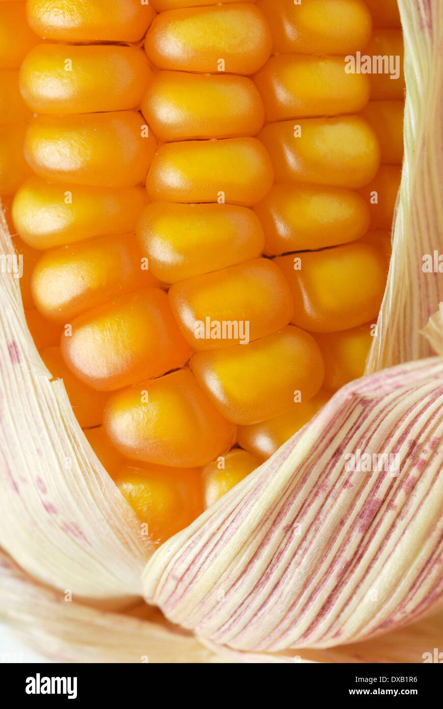 Corncob hi-res stock photography and images - Alamy