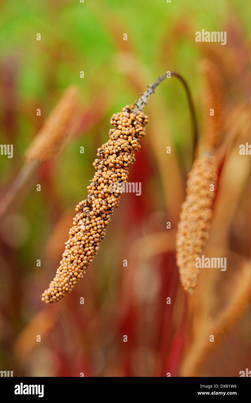 Foxtail millet hi-res stock photography and images - Alamy