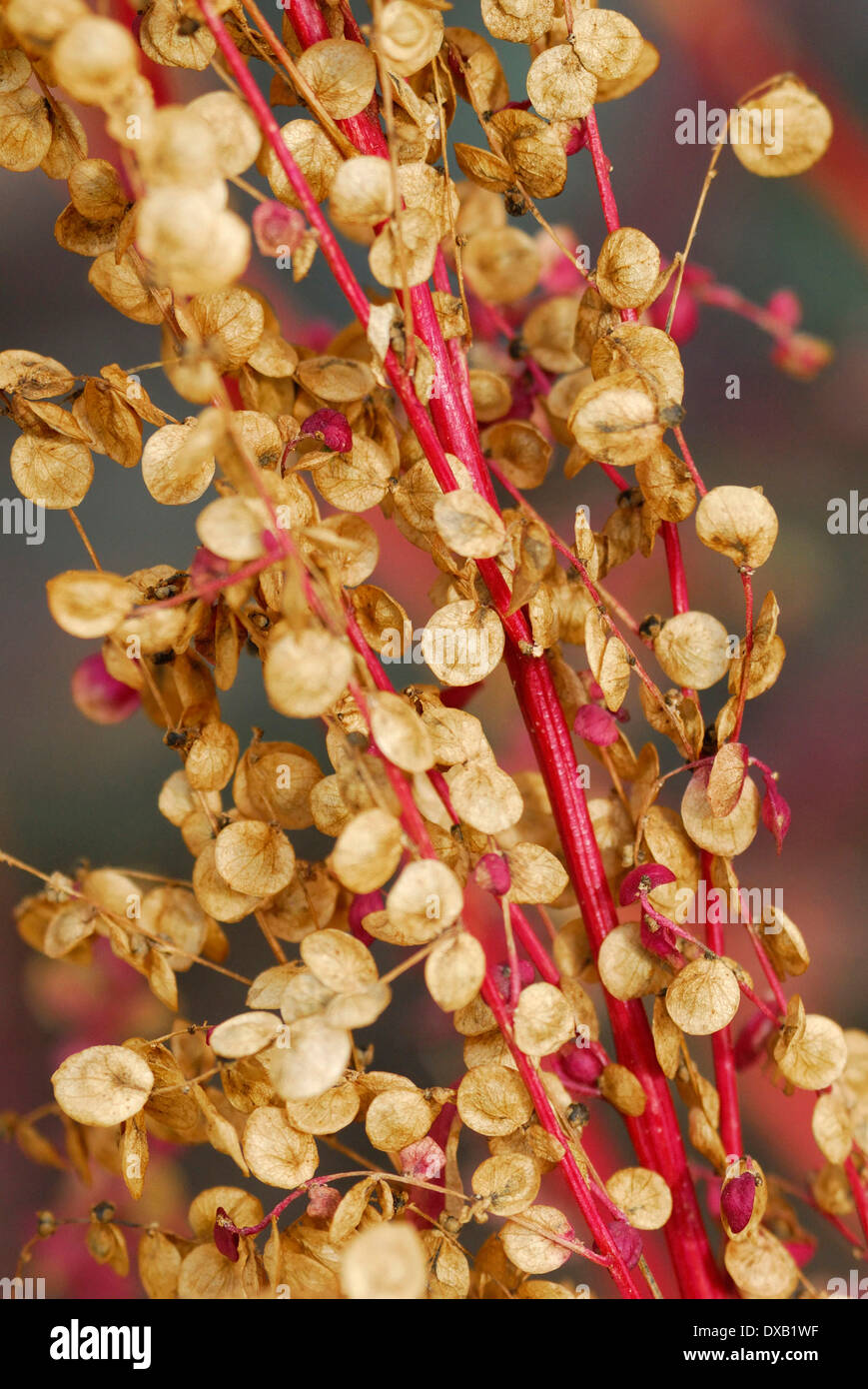 Orach hi-res stock photography and images - Alamy