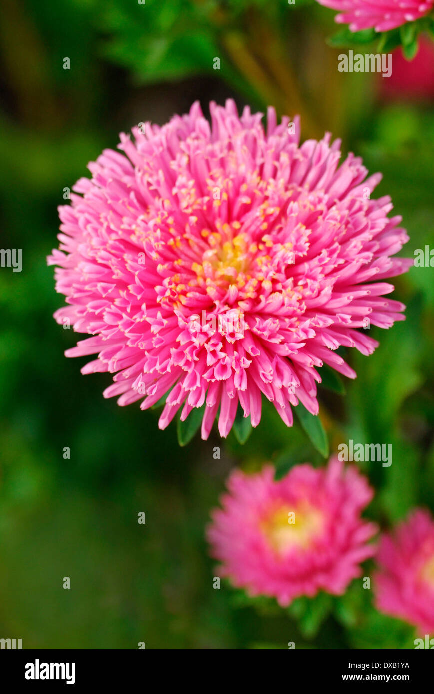 Chinese aster hi-res stock photography and images - Alamy
