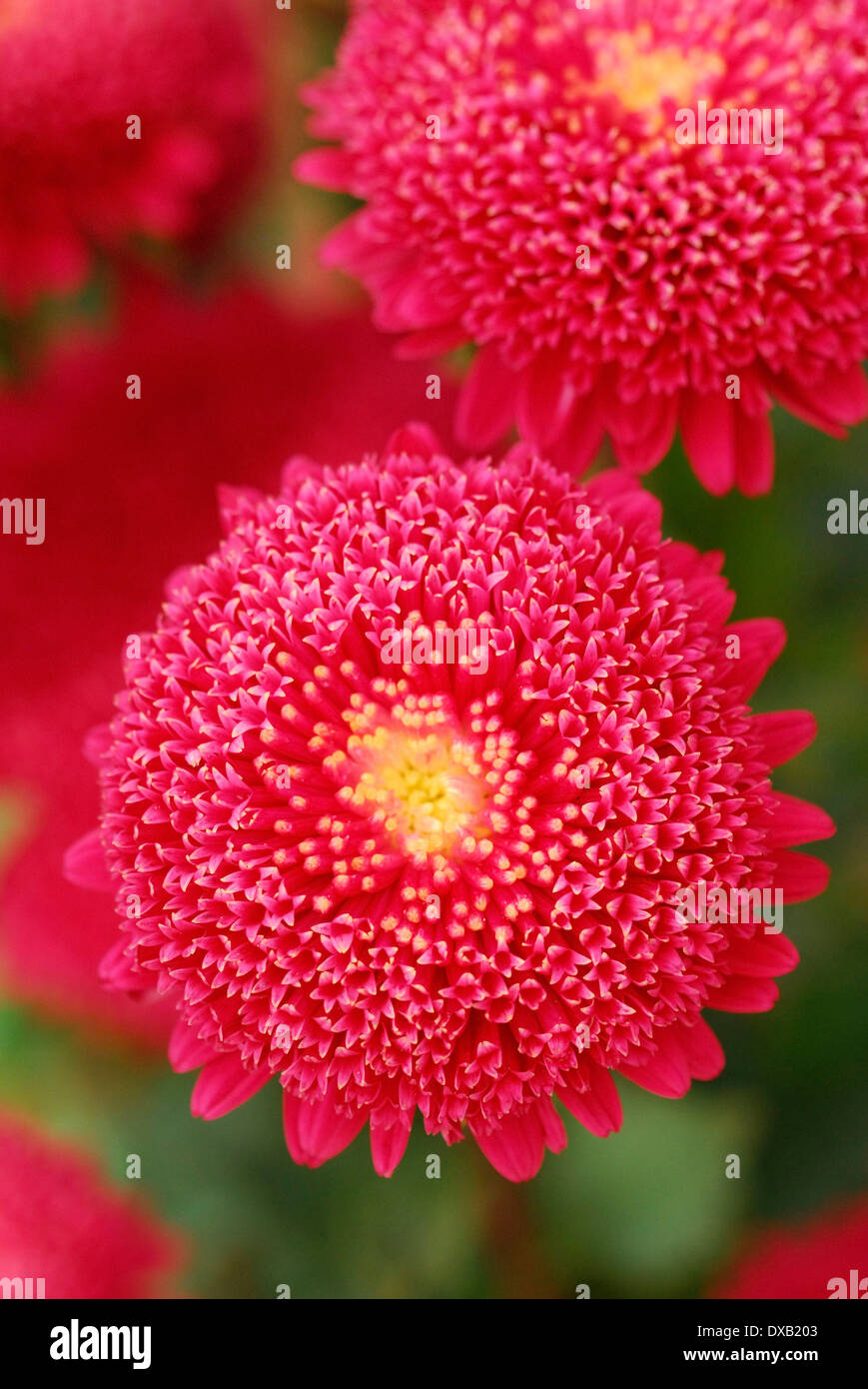 Chinese aster hi-res stock photography and images - Alamy