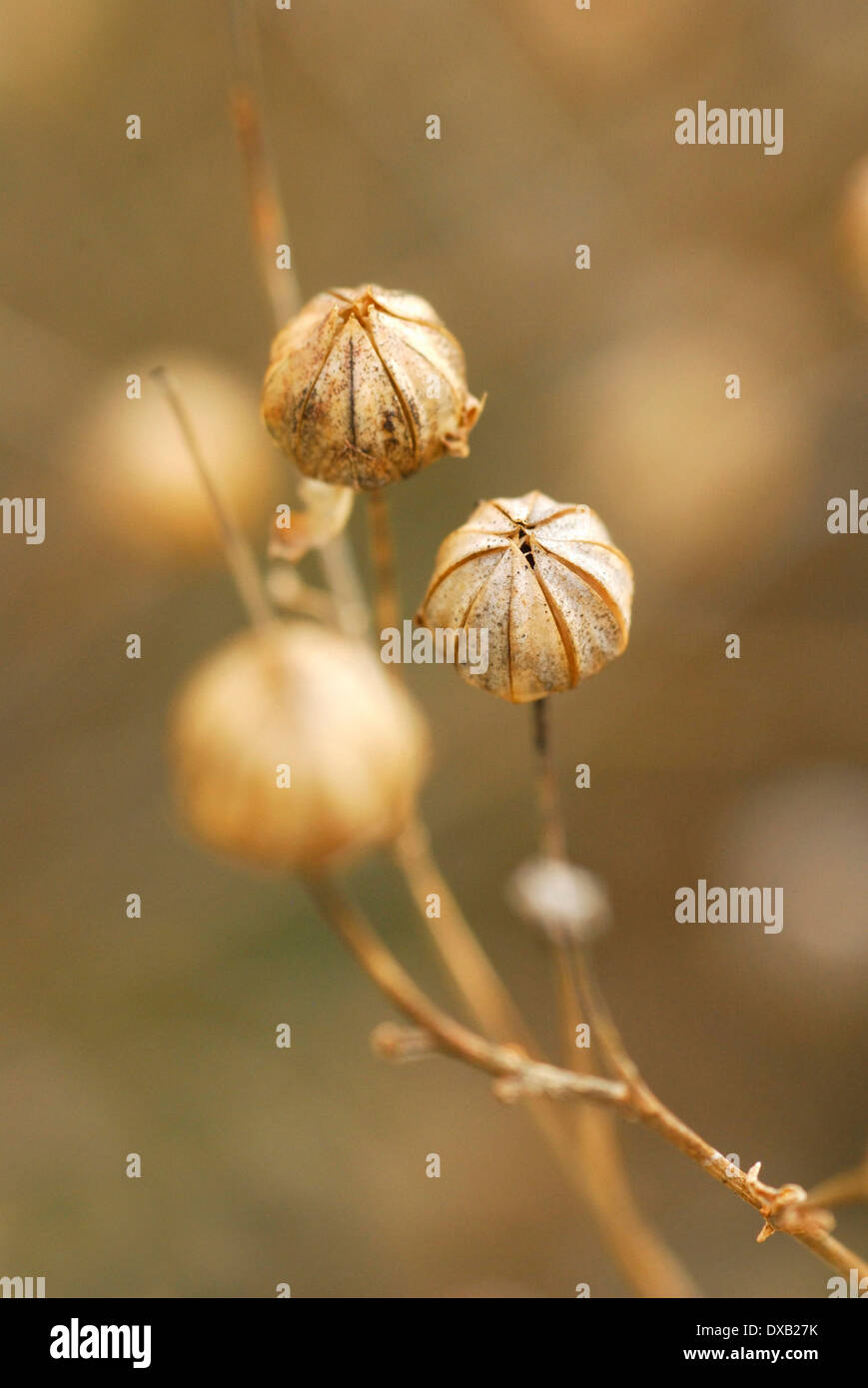 Flax plant hi-res stock photography and images - Alamy