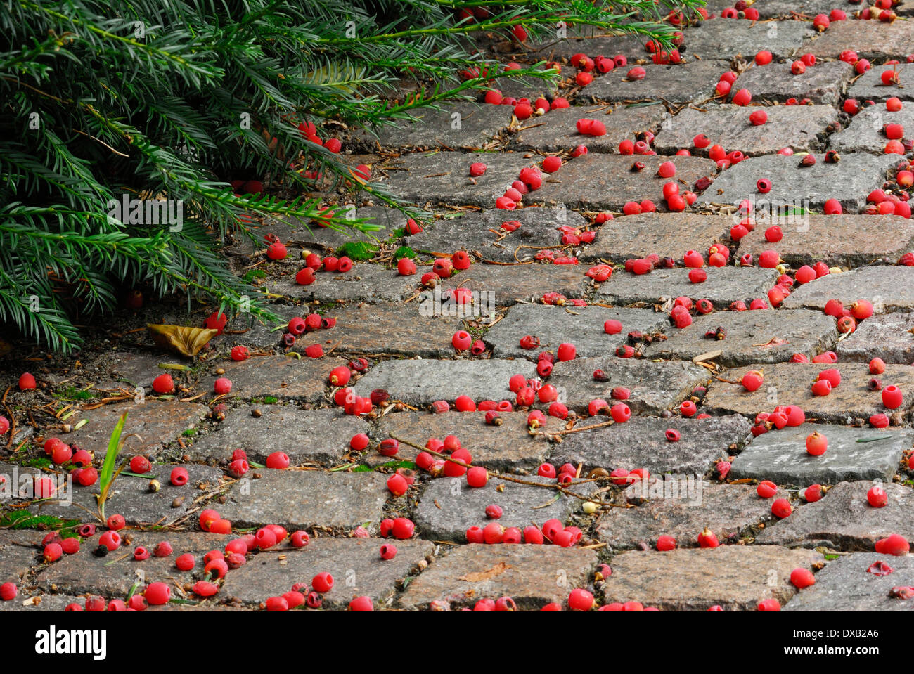 Yew plants hi-res stock photography and images - Alamy