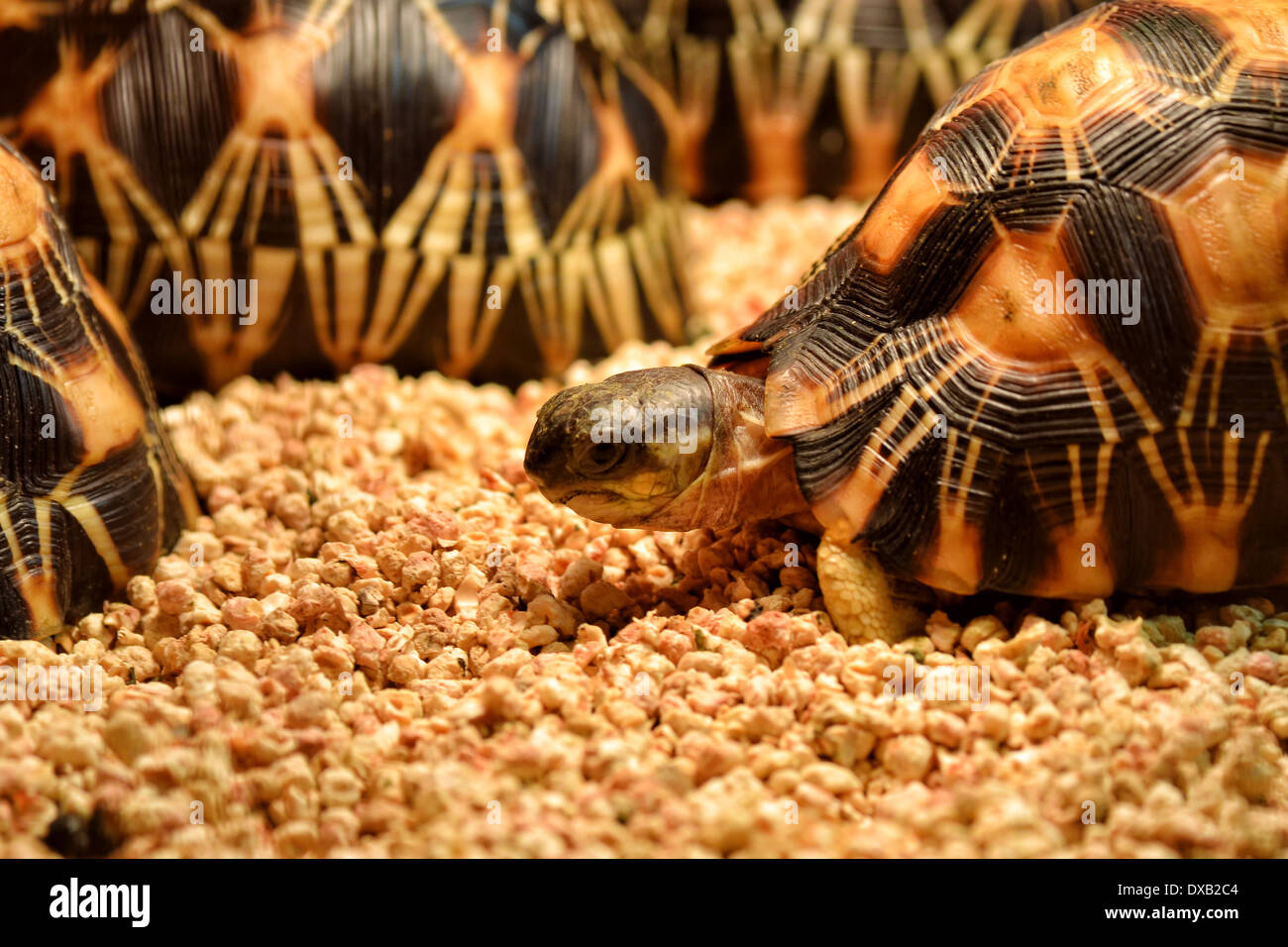 my pets turtle Stock Photo - Alamy