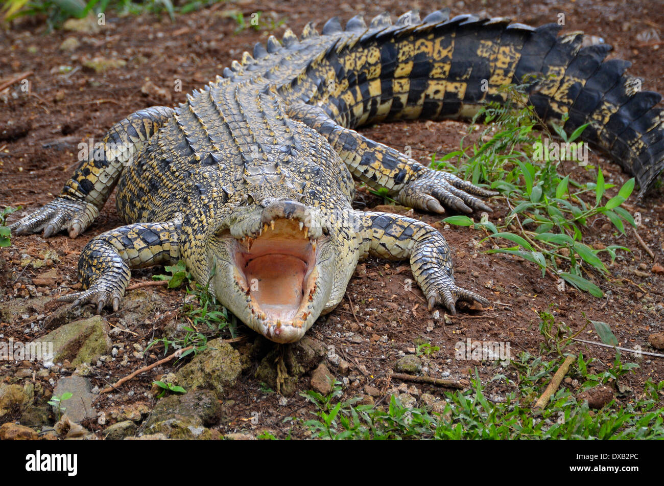 A saltwater crocodile with mouth open Stock Photo - Alamy