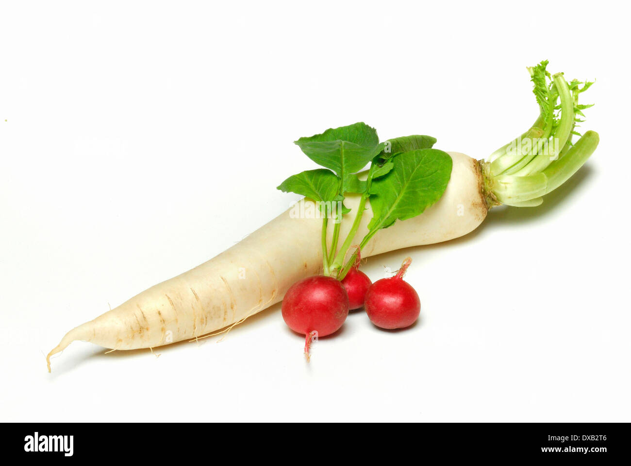 Radish hi-res stock photography and images - Alamy