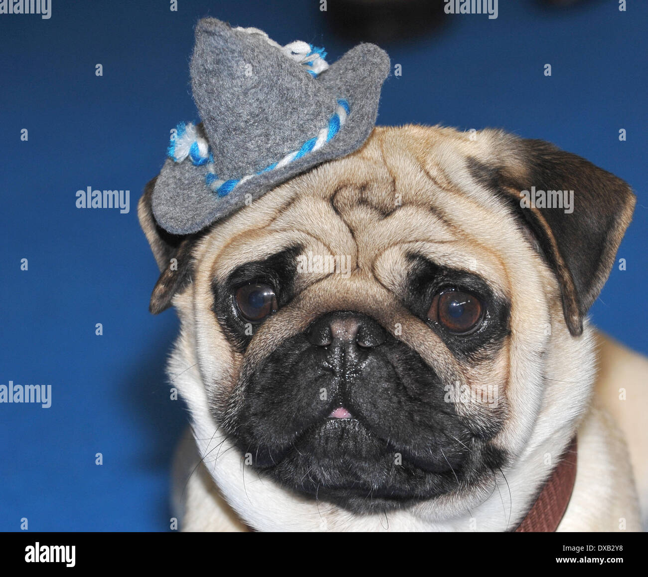 Munich, Germany. 22nd Mar, 2014. Pug "Luki" wears a Bavaria cap during ...