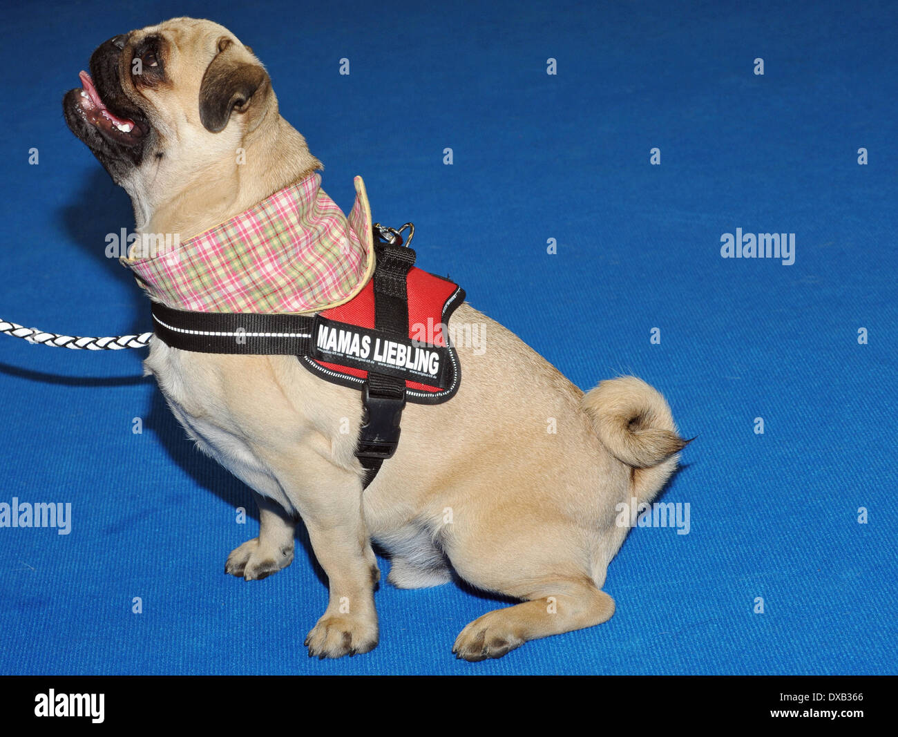 Munich, Germany. 22nd Mar, 2014. A pug wears a harness reading "Mamas ...