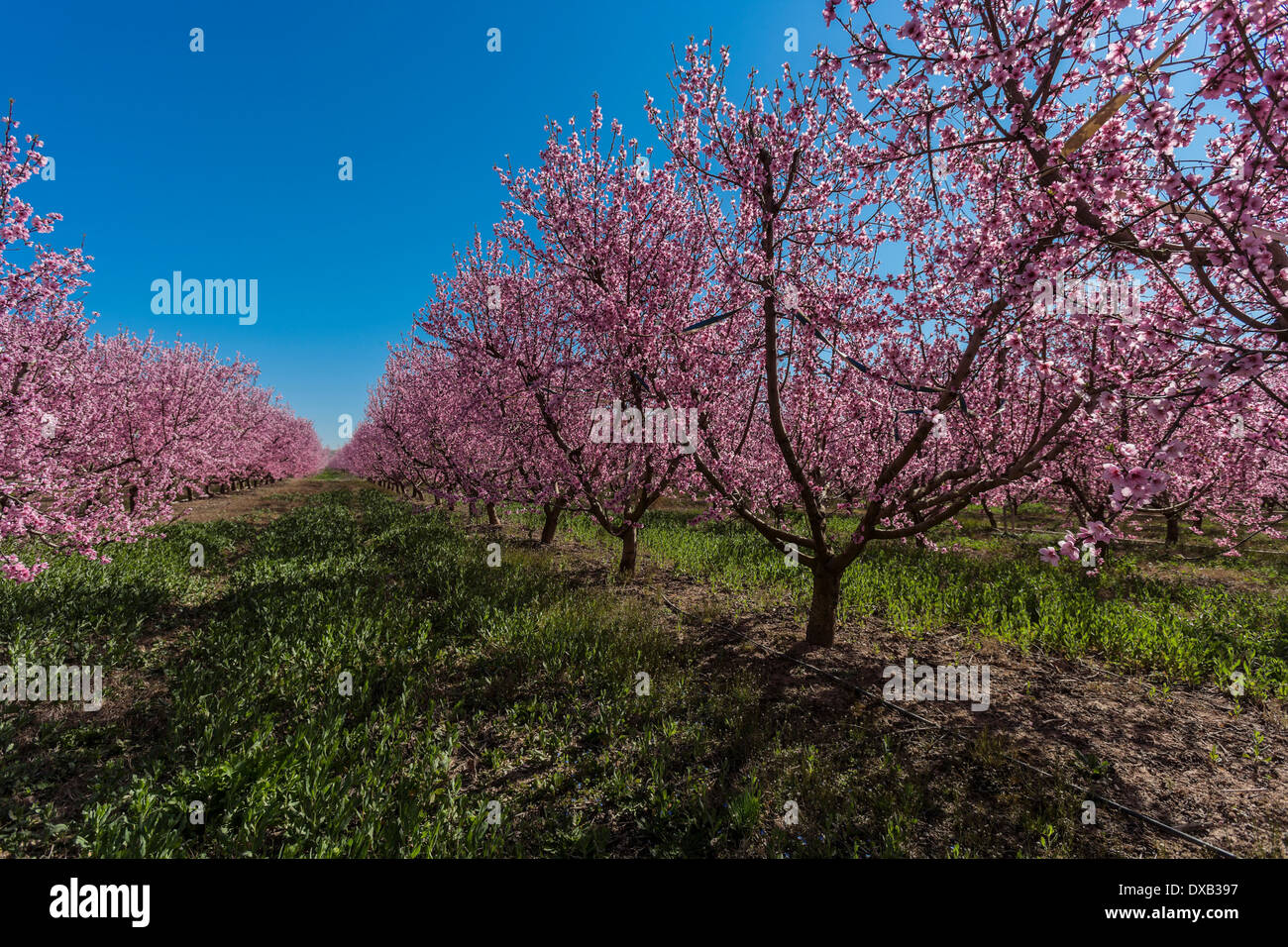 A field of nectarine trees with flowers in Spring Stock Photo - Alamy