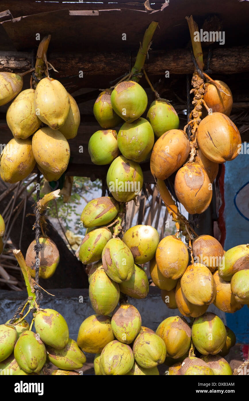India coconuts hi-res stock photography and images - Alamy