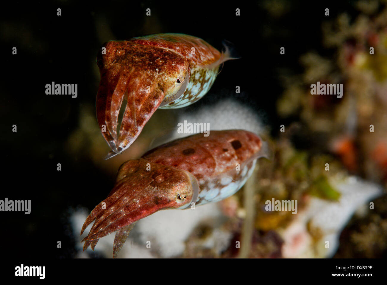 Two cuttlefish hi-res stock photography and images - Alamy