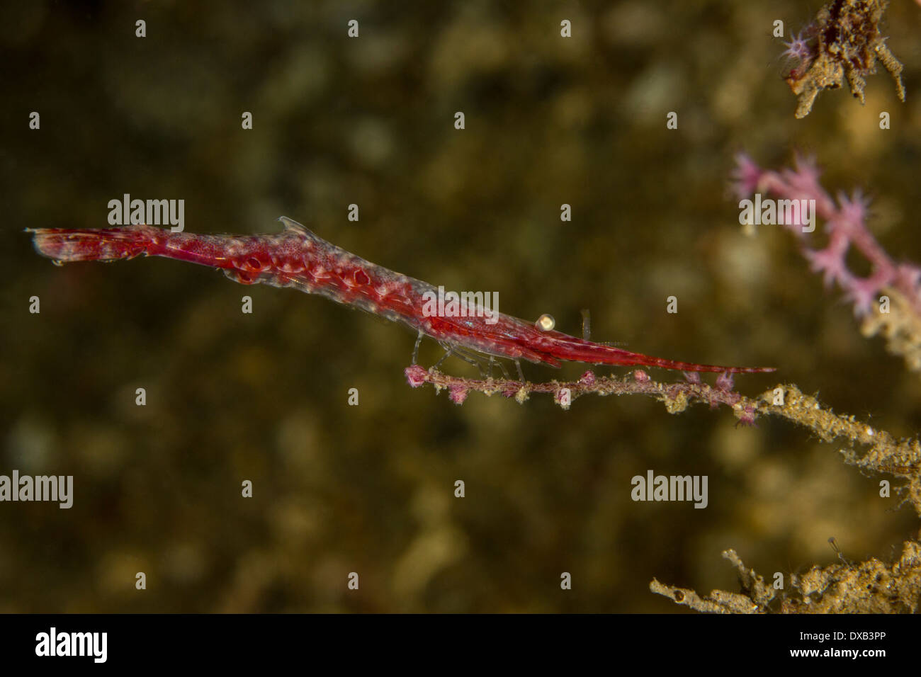 An ocellated tozeuma shrimp - tozeuma lanceolatum Stock Photo - Alamy